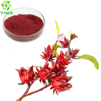China Ruselle Extract / Hibiscus Sabdariffa / Rose Eggplant Powder rose eggplant ruselle anthocyanins extract powder supplier