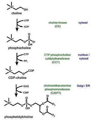 CDP Choline
