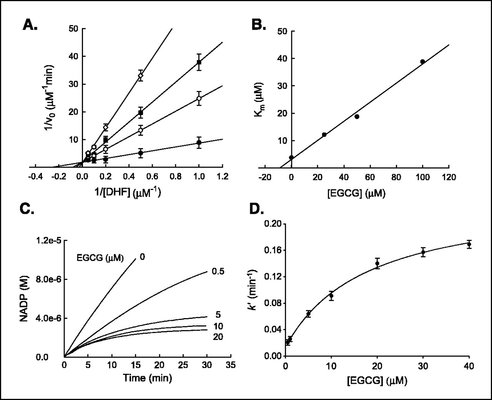 EGCG 50% Green Tea Extract