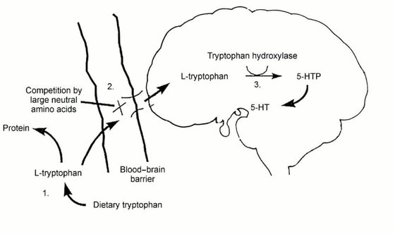 L-Tryptophan