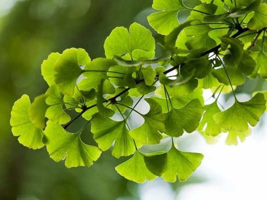 Ginkgo Biloba extract
