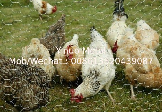 Galvanized Chicken Mesh / Hexagonal Wire Mesh Export to South Africa