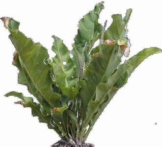 high quality Indirubin 97%,CAS No.: 479-41-4, anti-cancer ingredients, Chinese supplier, Shaanxi Yongyuan Bio-Tech