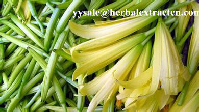 High quality Hemerocall Extract 10:1  Chinese manufacturer, natural Antioxidant, Anti-Cancer property, Competitive price