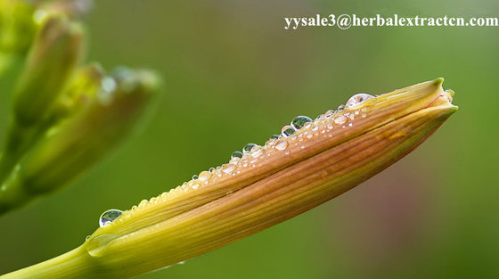 High quality Hemerocall Extract 10:1  Chinese manufacturer, natural Antioxidant, Anti-Cancer property, Competitive price