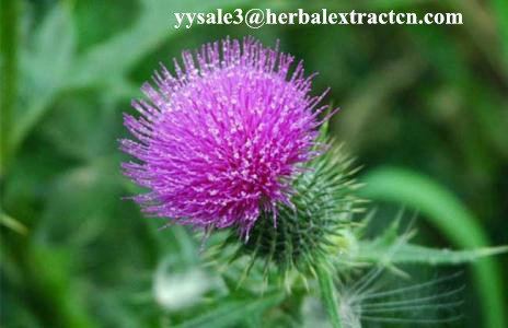 Milk Thistle Extract, Silymarin80% ,DAB10 EP6.0 USP3.2, liver protect ingredient, Schisandra Extract,Astragalus extract