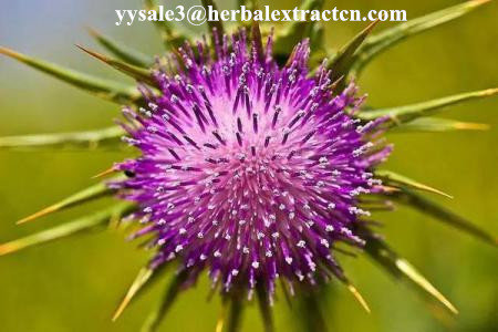 Milk Thistle Extract, Silymarin80% ,DAB10 EP6.0 USP3.2, liver protect ingredient, Schisandra Extract,Astragalus extract