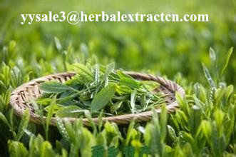 Water soluble Green tea P.E Total Tea Polyphenols 40% 50%, natural antioxidant and weight lose, Yongyuan Bio-Tech