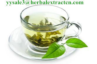 Water soluble Green tea P.E Total Tea Polyphenols 40% 50%, natural antioxidant and weight lose, Yongyuan Bio-Tech