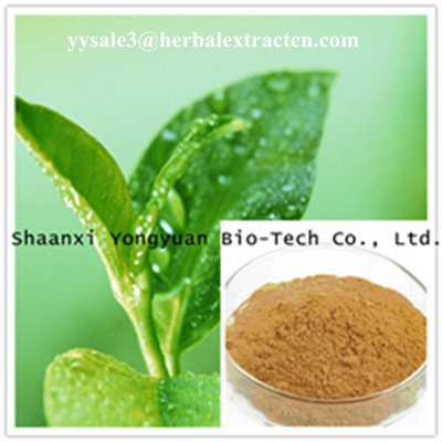 Water soluble Green tea P.E Total Tea Polyphenols 40% 50%, natural antioxidant and weight lose, Yongyuan Bio-Tech