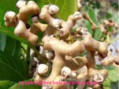 Oriental Raisin Tree Extract, Stay sober products, 10:1, Top quality for beverage use, Shaanxi Yongyuan manufacturer