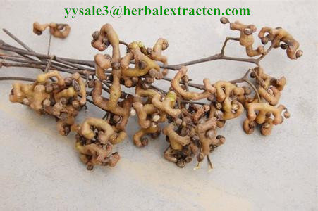 Oriental Raisin Tree Extract, Stay sober products, 10:1, Top quality for beverage use, Shaanxi Yongyuan manufacturer
