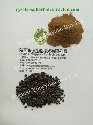 Oriental Raisin Tree Extract, Stay sober products, 10:1, Top quality for beverage use, Shaanxi Yongyuan manufacturer