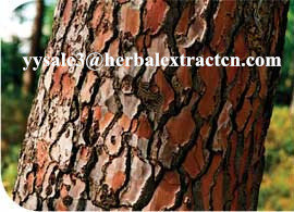 manufacture Pine bark Extract OPC 95% Fighting aging , help wrinkled skin, Shaanxi Yongyuan Bio-Tech , herbal extract