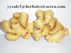 Ginger Extract,Black ginger Extract, Gingerol 5% 6% HPLC, 10:1, CAS No.: 1391-73-7, blood stimulant and cleansing,nature