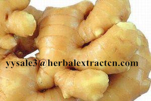 Ginger Extract,Black ginger Extract, Gingerol 5% 6% HPLC, 10:1, CAS No.: 1391-73-7, blood stimulant and cleansing,nature
