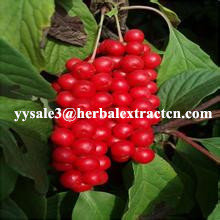 Schisandra Extract, liver protection Chinese herbs, Traditional Chinese herbs, Schisandrins, natural