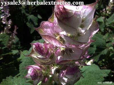 Sclareolide 98%GC, CAS NO.: 564-20-5 fragrance-adding, flavor-rectifying, help reducing fat, Shaanxi Yongyuan Bio-Tech