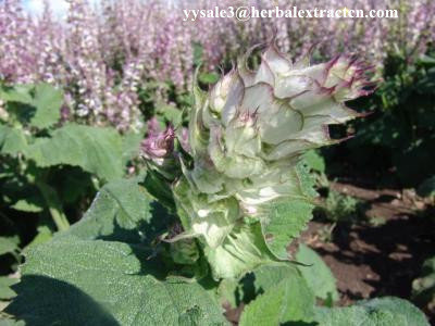 Sclareolide 98%GC, CAS NO.: 564-20-5 fragrance-adding, flavor-rectifying, help reducing fat, Shaanxi Yongyuan Bio-Tech