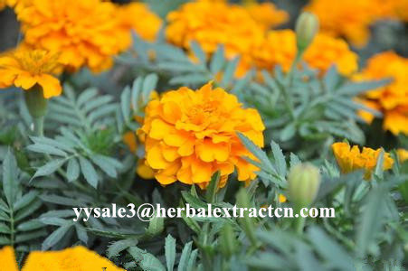 Marigold P.E ,  Lutein  10% 20% 80%  natural colorant , antioxidant, Chinese exporter, CAS NO.: 127-40-2, eyes protect