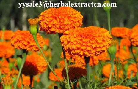 Marigold P.E ,  Lutein  10% 20% 80%  natural colorant , antioxidant, Chinese exporter, CAS NO.: 127-40-2, eyes protect