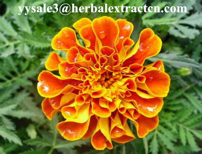 Marigold P.E ,  Lutein  10% 20% 80%  natural colorant , antioxidant, Chinese exporter, CAS NO.: 127-40-2, eyes protect