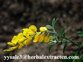 DMF Cytisine 98%HPLC,  CAS No.: 485-35-8,White or pale yellow powder, natural ingredient, Shaanxi Yongyuan