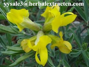 DMF Cytisine 98%HPLC,  CAS No.: 485-35-8,White or pale yellow powder, natural ingredient, Shaanxi Yongyuan