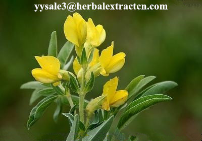 DMF Cytisine 98%HPLC,  CAS No.: 485-35-8,White or pale yellow powder, natural ingredient, Shaanxi Yongyuan