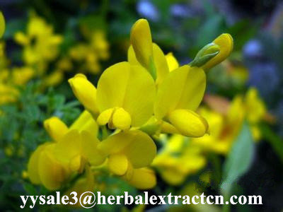 DMF Cytisine 98%HPLC,  CAS No.: 485-35-8,White or pale yellow powder, natural ingredient, Shaanxi Yongyuan