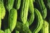 Bitter Melon Pure Extract, Charantin 4%, Chinese herbal extract manufacture, Shaanxi Yongyuan Bio-Tech