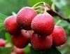Hawthorn Fruit/Leaf P.E. Total flavone5%-90%, Cardiovascular Health ,Promoting digest , Chinese manufacturer  hot sale