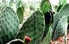 TOP QUALITY! Cactus Extract 10:1 20:1 WEIGHT LOSS  Lowers blood sugar  Chineses manufacturer