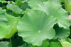 Lotus Leaf Extract nuciferine 2%-50%, 10:1 CAS NO.:475-83-2, weight control, 100% natural, CHINESE MANUFACTURER