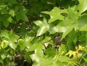 Acertruncatum kernel Extract, Nervonic Acid 85%, CAS No.: 506-37-6, increase brain cells, fatty acid, exporter,supplier,