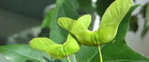 Acertruncatum kernel Extract, Nervonic Acid 85%, CAS No.: 506-37-6, increase brain cells, fatty acid, exporter,supplier,