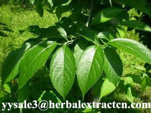 Eucommia Ulmoides P.E.,100% natural feed additive, Antibacterial, antiviral, Food Supplements material, Chinese supplier