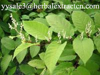Resveratrol Extract 50%,80%,98%, TCM Extract, CAS: 501-36-0, anti-oxidant, Chinese Manufacturer