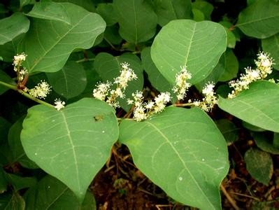 Resveratrol Extract 50%,80%,98%, TCM Extract, CAS: 501-36-0, anti-oxidant, Chinese Manufacturer