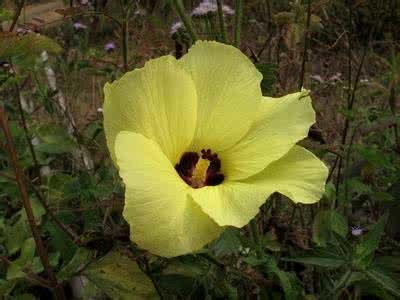 Abelmoschus manihot extract, Cyanotis Extract, Malva Extract, natural cosmetic herbalingredients,Chinese  Exporter