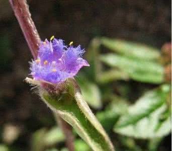 Abelmoschus manihot extract, Cyanotis Extract, Malva Extract, natural cosmetic herbalingredients,Chinese  Exporter