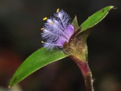 Abelmoschus manihot extract, Cyanotis Extract, Malva Extract, natural cosmetic herbalingredients,Chinese  Exporter