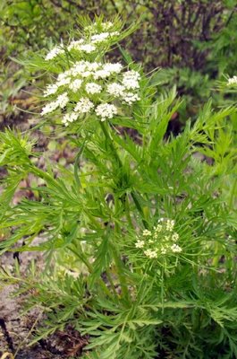 Pure herbal ingredient, Imperatorin 98%, CAS No.: 482-44-0, Qualified Chinese manufacturer