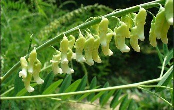 Matrine 98%, ,Sophora flavescens Extract, CAS No.: 519-02-8,naturao pesticide, High quality from Chinese supplier