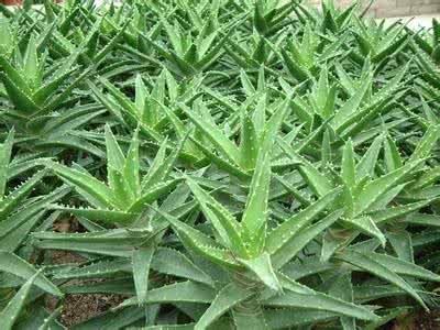 Chinese supplier Aloe-emodine(Aloeemodin) 98%, CAS No.: 481-72-1, pure herbal ingredient, Anti-tumor, Antibacterial
