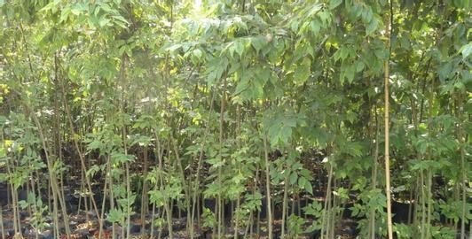Magnolia P.E., Magnolol 40%-98%,  CAS No.:528-43-8,  Honokiol 2%-99%, CAS No.: 35354-74-6, certified manufacturer