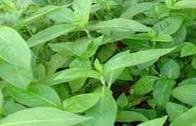 Higah quality Indirubin 97%, CAS No.: 479-41-4, Qualified Chinese Supplier, anti-cancer pure ingredient