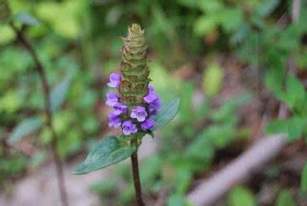 Prunella Vulgaris Extract, anti-inflammatory, antibiotic, anti-tumor, 100% natural ingredient , Chinese manufacturer