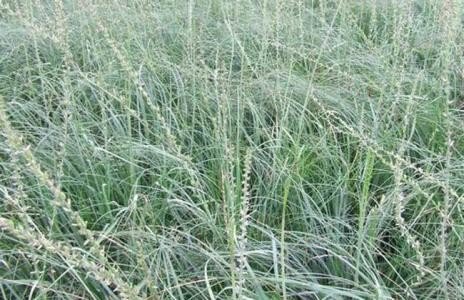 Chinese High quality Anemarrhena asphodeloides Extract Powder,Improving blood circulation,  anti-tumor, anti-oxidant