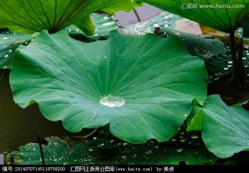 Lotus Leaf Extract nuciferine 2%-50%, 10:1 CAS NO.:475-83-2, weight control, 100% natural, CHINESE MANUFACTURER